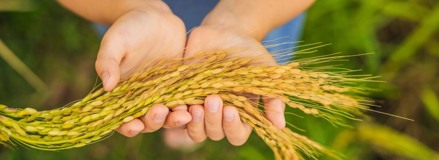 From Field to Future: Rice Husk & the Path to Sustainability